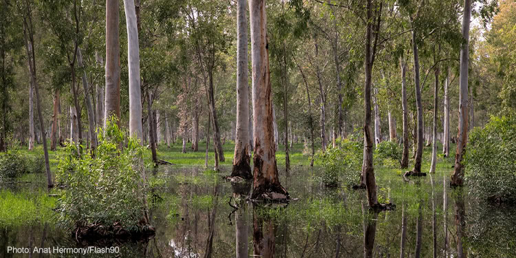 Hebrew Word For Forest | Hebrew Word of the Day | IFCJ