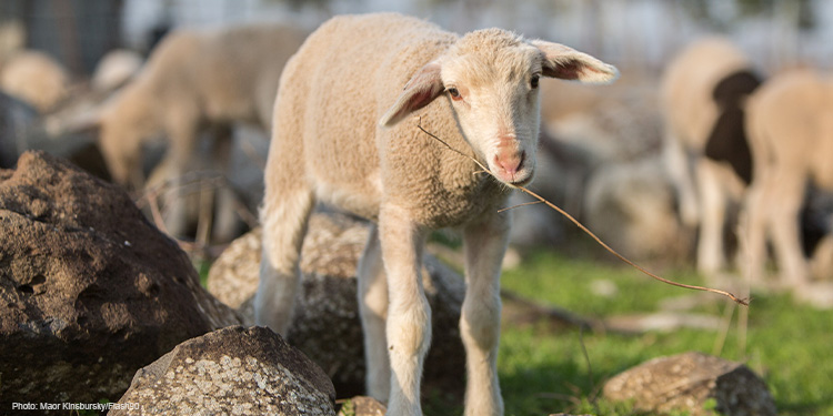 Lamb — Keves - IFCJ